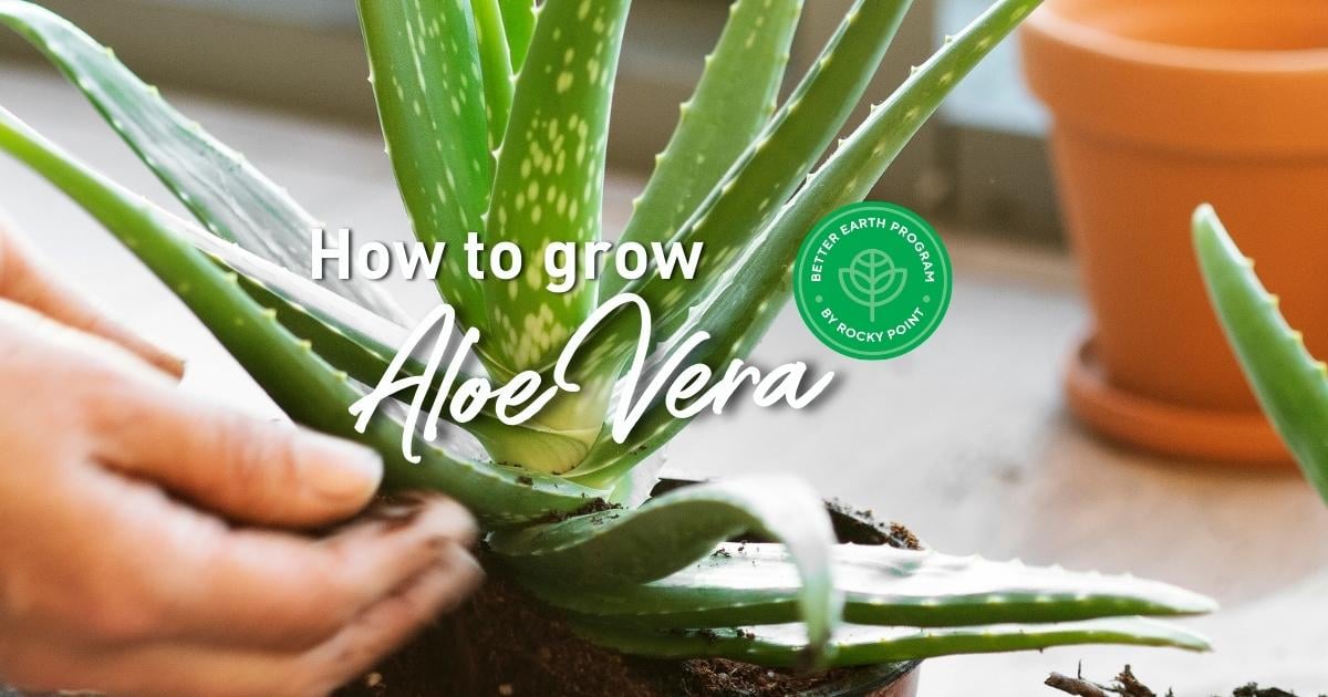 How to grow Aloe Vera – Aloe Barbadensis